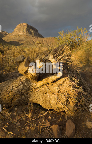 Dead root of a Joshua Tree (Yucca Brevifolia) in Mohave County, Arizona ...