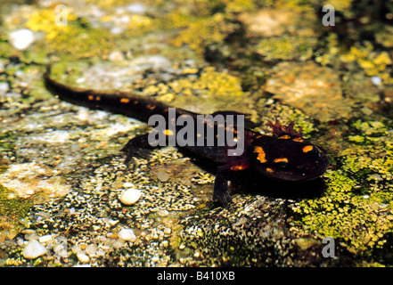 zoology / animals, amphibian, salamander, development, Fire Salamander ...