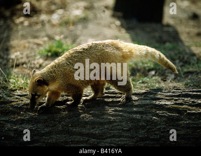 zoology / animals, mammal / mammalian, Pizote, (Nasua narica ...