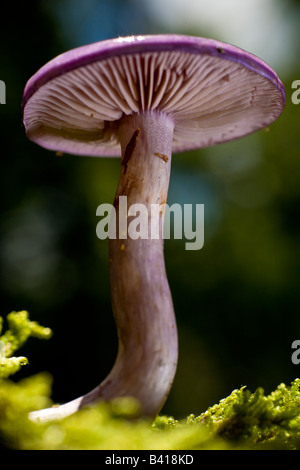 Macro shot of violet mushroom on moss PA USA Stock Photo - Alamy
