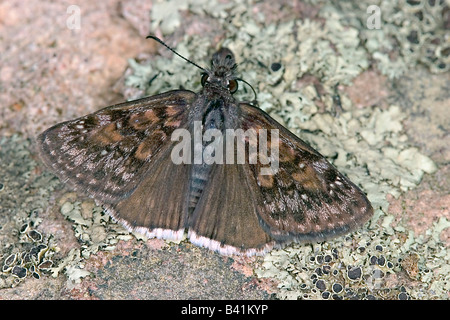 Pacuvius Duskywing Erynnis pacuvius Stock Photo - Alamy