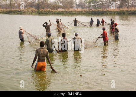 Harvesting tilapia fish from ponds at Kafue Fisheries the largest ...