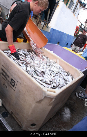Fresh fish being packed with ice after being unloaded at fishing ...