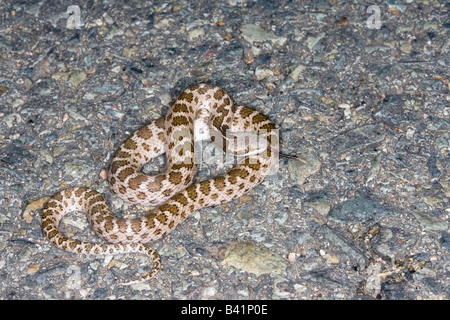 Nightsnake Hypsiglena torquata Animas New Mexico United States 18 ...