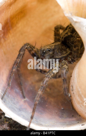 Wolf Spider shell Stock Photo - Alamy