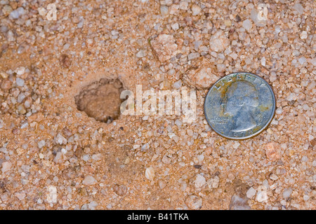 Silky Pocket Mouse Perognathus flavus Elgin Santa Cruz County Arizona ...