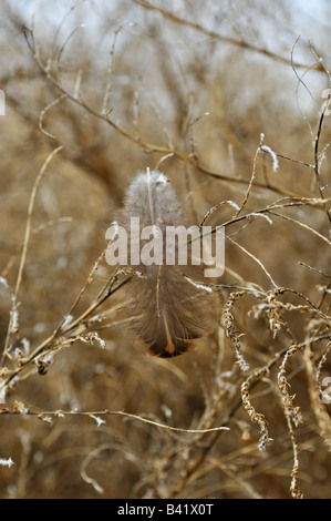 Ringneck Pheasant, Phasianus colchicus in the habitat Stock Photo - Alamy