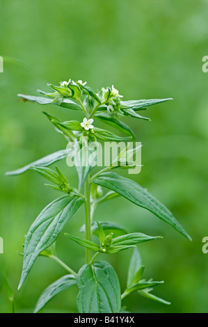 Common Gromwell (Lithospermum officinale Stock Photo - Alamy