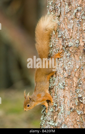 Brown squirrel clinging to a tree trunk with soft green background ...