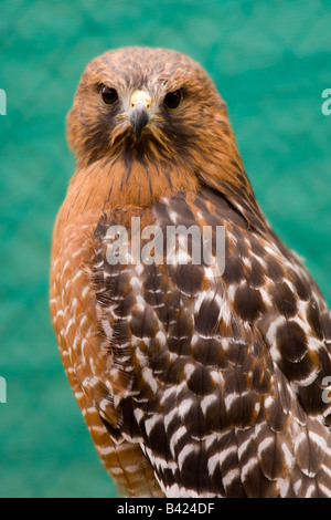 Red Shouldered Hawk Perched looking for prey Stock Photo - Alamy