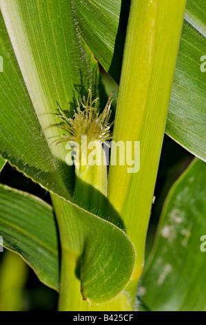 Maize showing ears and silk Stock Photo - Alamy