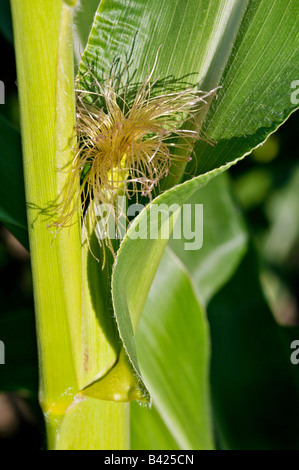 Detail of corn silk. Young maize field, Corn field in early morning ...