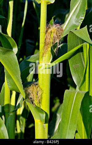 Maize showing ears and silk Stock Photo - Alamy