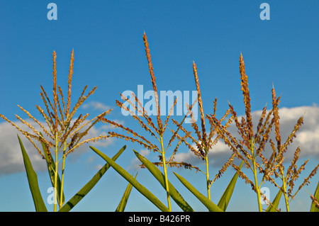 Tassel Zea Mays, inflorescence of male flowers Stock Photo - Alamy
