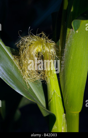 Maize showing ears and silk Stock Photo - Alamy