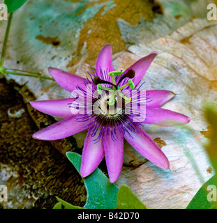 Passiflora rubra L Passiflora rubra L Stock Photo - Alamy