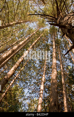 Towering Pine Trees Of Northern Michigan Stock Photo - Alamy
