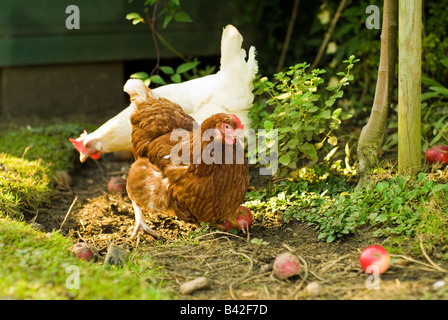 Chicken Bovan Goldline Hen Layer Stock Photo - Alamy