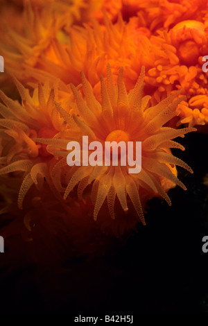 Astroides calycularis. Orange coral Stock Photo - Alamy