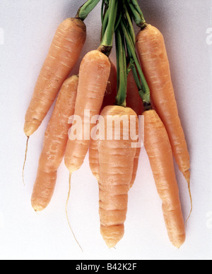 Carrot (Daucus carota) taproots Stock Photo - Alamy