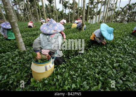 Tea pickers in Taiwan Stock Photo - Alamy