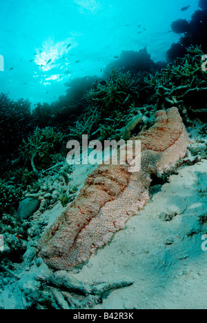 Variegated Sea Cucumber (Stichopus variegatus) adult, in shallow sea ...