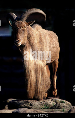 Barbary sheep (Ammotragus lervia) standing on a rock wall Stock Photo ...