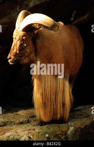Barbary sheep (Ammotragus lervia) standing on a rock wall Stock Photo ...