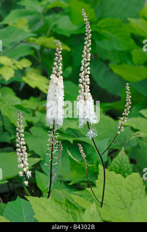 Black Cohosh, Squaw Root, Black Snakeroot (Cimicifuga racemosa ...