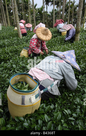 Tea pickers in Taiwan Stock Photo - Alamy