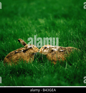 zoology / animals, mammal / mammalian, hares, European hare, (Lepus ...