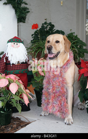 Christmas portrait of Yellow lab with scarf among poinsettias Stock ...