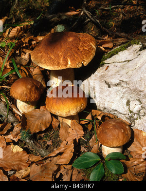 Several boletus edulis mushroom (cep, penny bun, porcino or king bolete ...