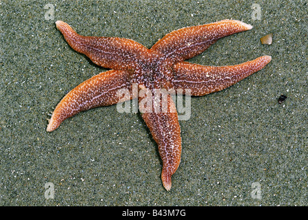 zoology / animals, Echinoderm, starfish, (Asteroidea), Brittle Star ...