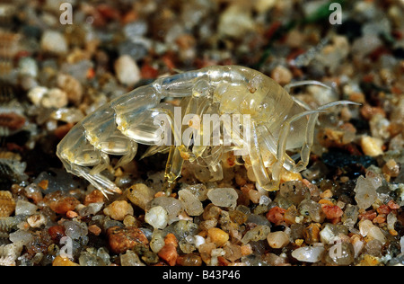 Freshwater Shrimp - Gammarus pulex Stock Photo: 79535956 - Alamy