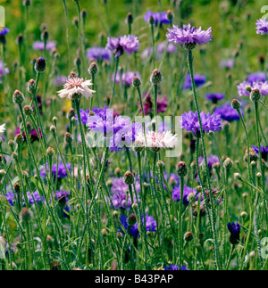 Summer flower meadow, cornflowers (Centaurea cyanus), yarrow (Achillea ...