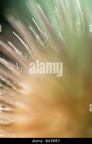 Teasel , Dipsacus, syivestris close up image Stock Photo - Alamy