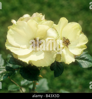 Floribunda rose - blossom Stock Photo - Alamy