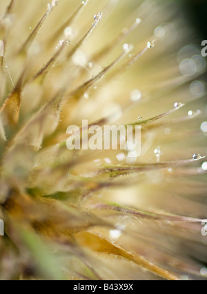 Teasel , Dipsacus, syivestris close up image Stock Photo - Alamy