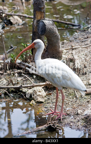 The Ibis, a common bird in the Everglades, plays a key role in the ...
