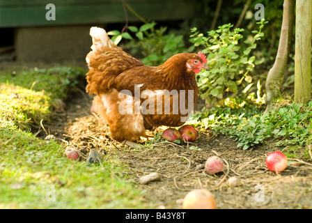 Chicken Bovan Goldline Hen Layer Stock Photo - Alamy