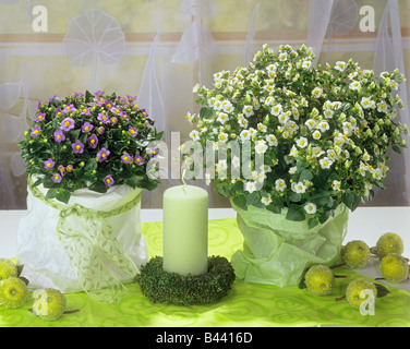 Persian violets / Exacum affine Stock Photo - Alamy
