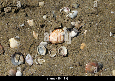 Shells Venice Italy Stock Photo - Alamy