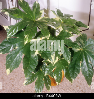 Japanese aralia (Fatsia japonica Stock Photo - Alamy