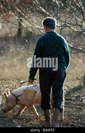 Man and his pig looking for truffles Stock Photo - Alamy