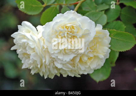 Rosa "Hilda Murrell" rose Stock Photo - Alamy