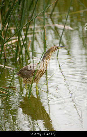 Bittern hunting in reeds Stock Photo - Alamy