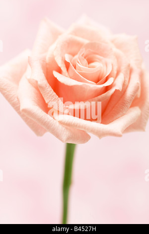 Pink peach rose flowers isolated on light pink background, wedding and ...