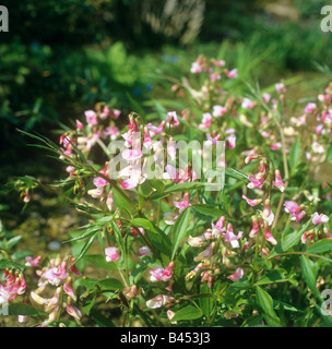 spring vetchling, lathyrus vernus Stock Photo - Alamy