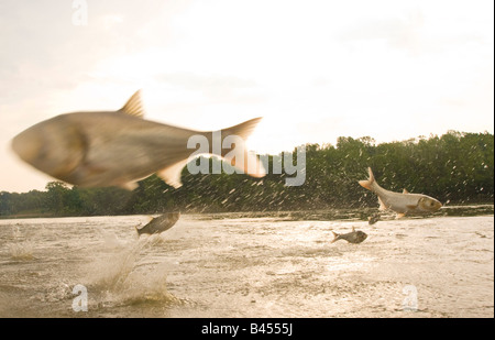 Two species of Asian carp the bighead and silver jumping out of the ...